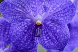 Vanda Orchids: Beginner's Care Guide (with Pictures) - Brilliant Orchids