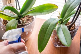 How to Water an Orchid - Care Guide & Pictures - Brilliant Orchids