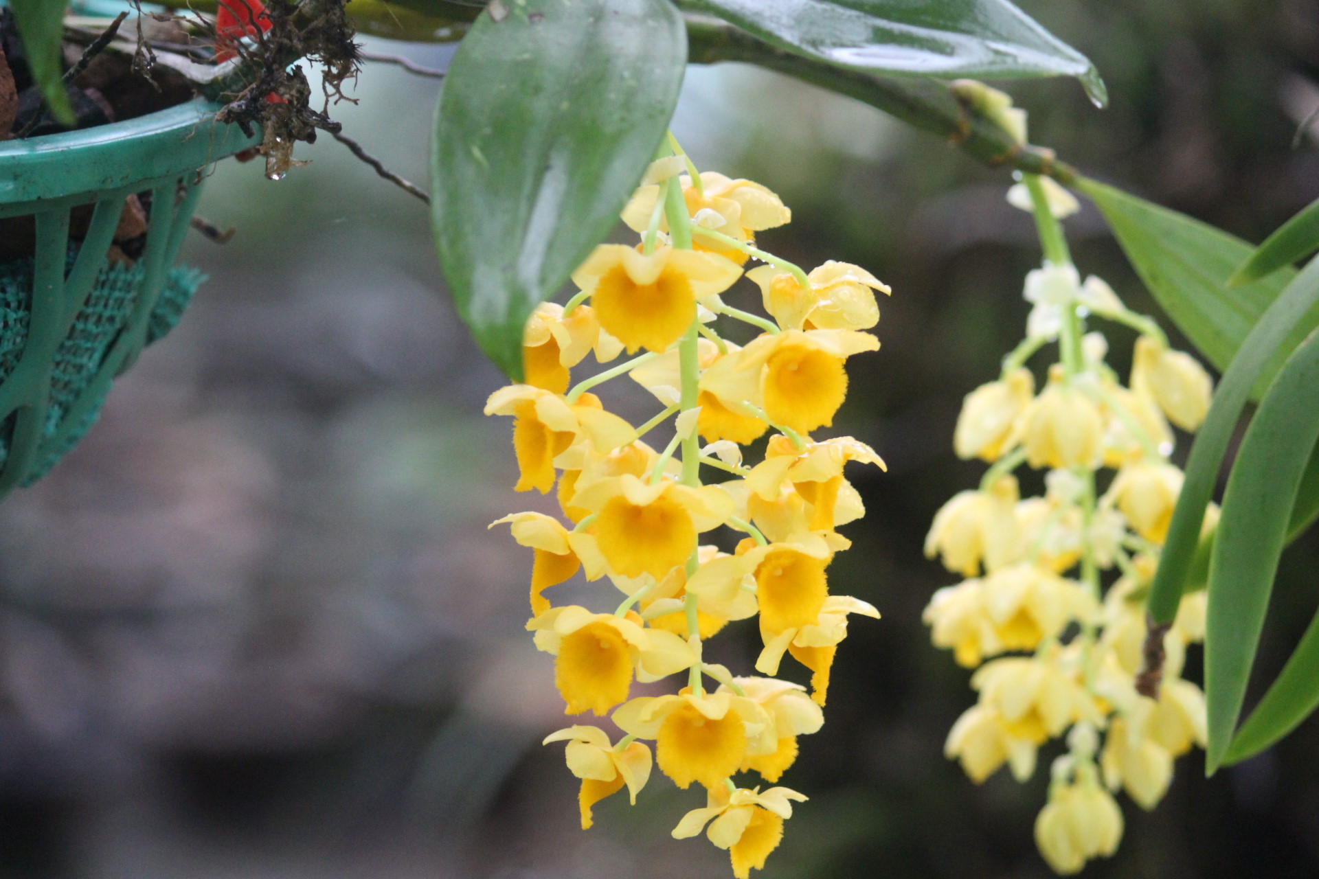 Dendrobium Orchid: Beginner's Care Guide - Brilliant Orchids