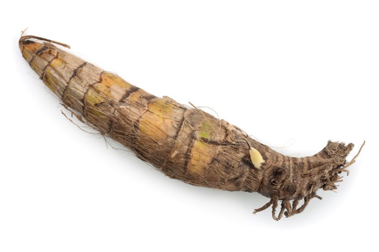 How to Propagate Orchids: Complete Guide - Brilliant Orchids