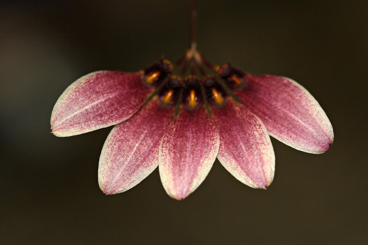 Bulbophyllum Orchid: Beginner's Care Guide - Brilliant Orchids