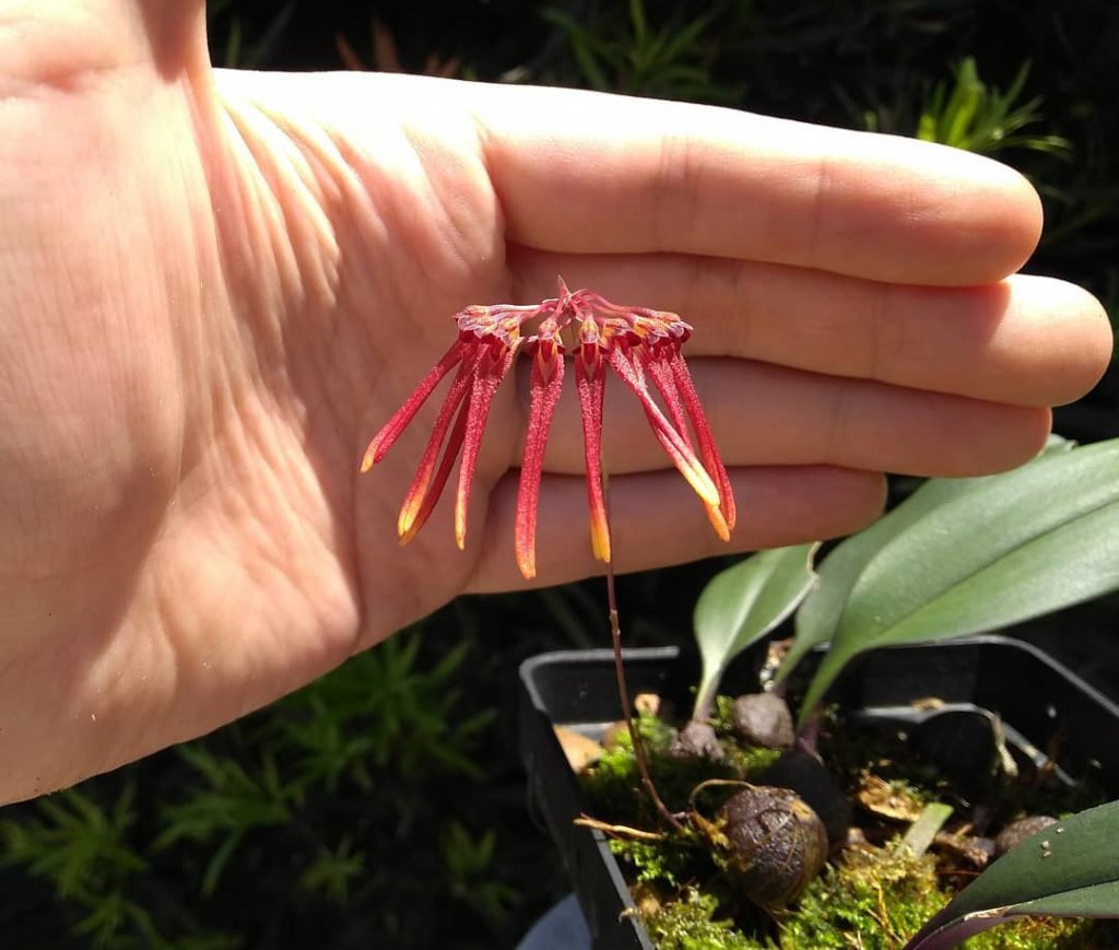 Bulbophyllum Orchid: Beginner's Care Guide | Brilliant Orchids