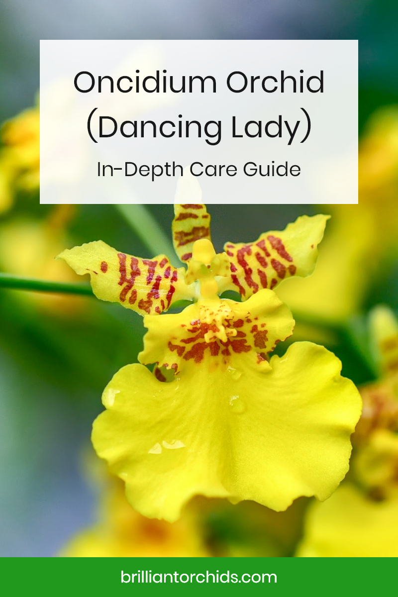 Oncidium (Dancing Lady Orchid): In-Depth Care Guide - Brilliant Orchids