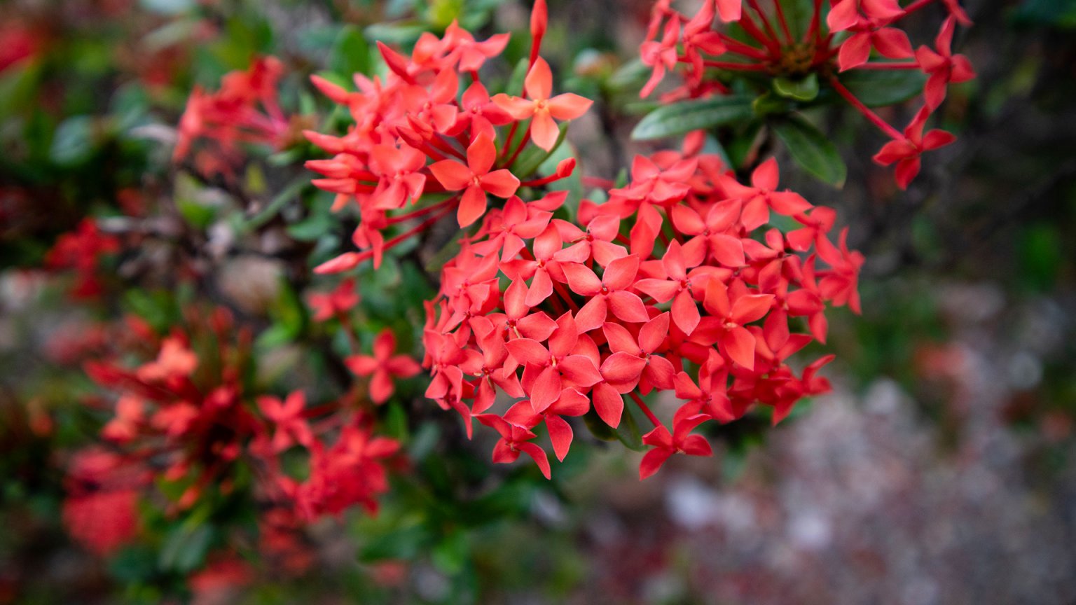 Epidendrum Orchid: Beginner's Care Guide - Brilliant Orchids